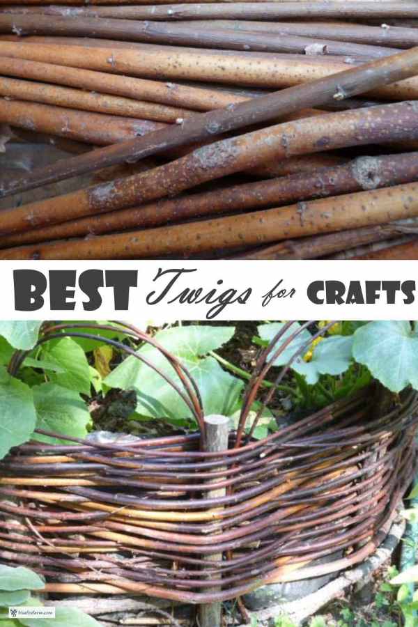 Best Twigs for Crafts - choose the right tree for your crafts