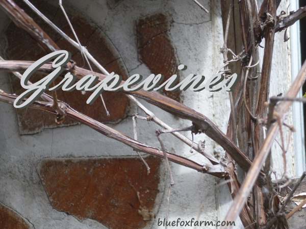 Grapevines for Crafts; one of the most useful natural materials
